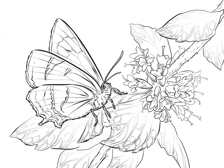40 Free Printable Butterfly Coloring Pages