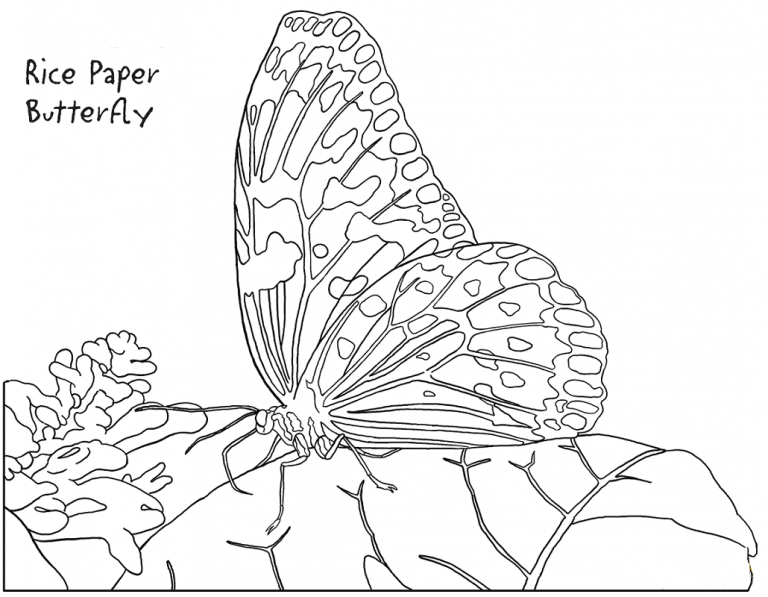 40 Free Printable Butterfly Coloring Pages