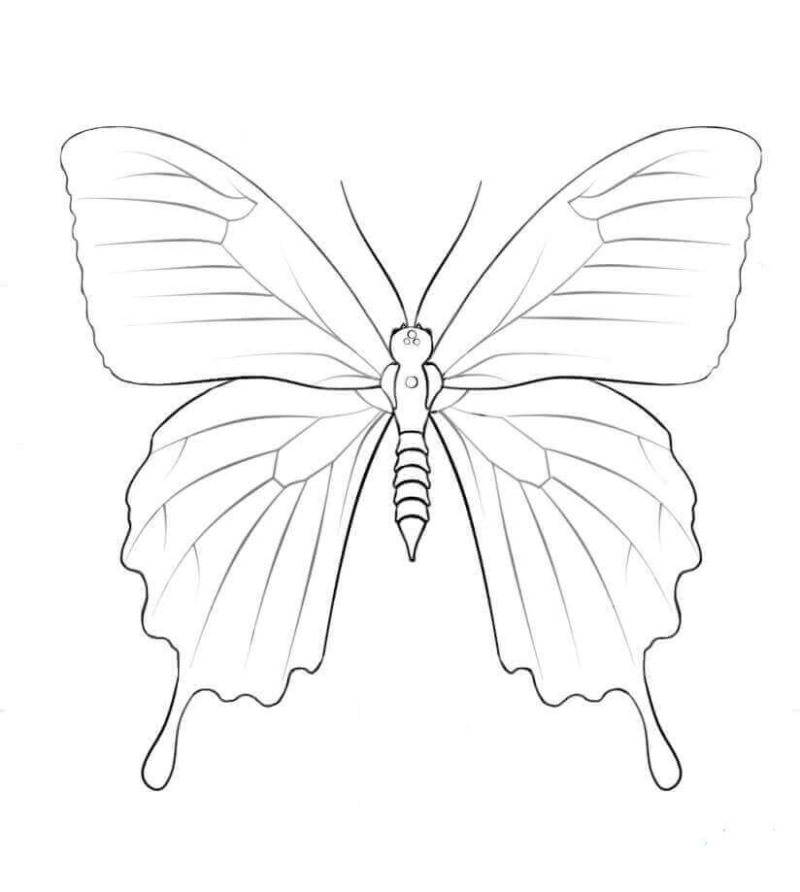 40 Free Printable Butterfly Coloring Pages