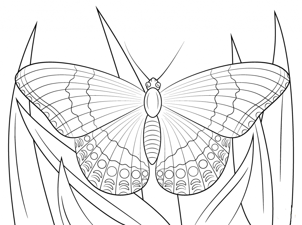 40 Free Printable Butterfly Coloring Pages