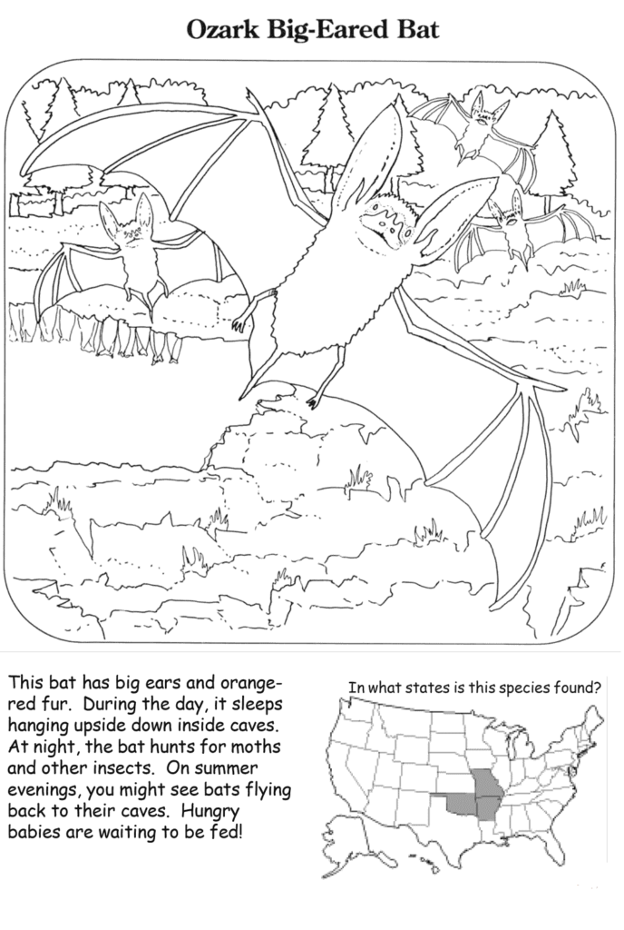 30 Free Bat Coloring Pages Printable
