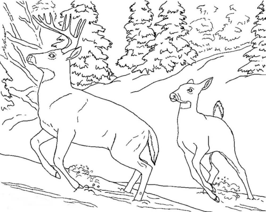 20 Free Snow Coloring Pages Printable