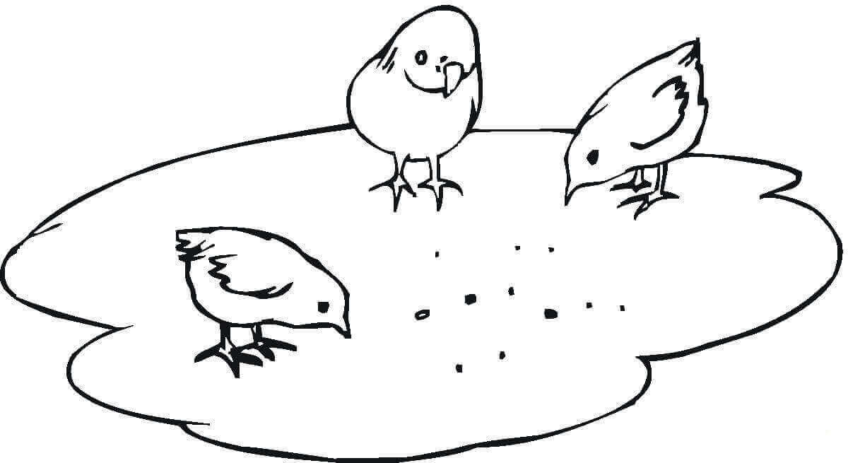 20 Free Easter Chick Coloring Pages Printable