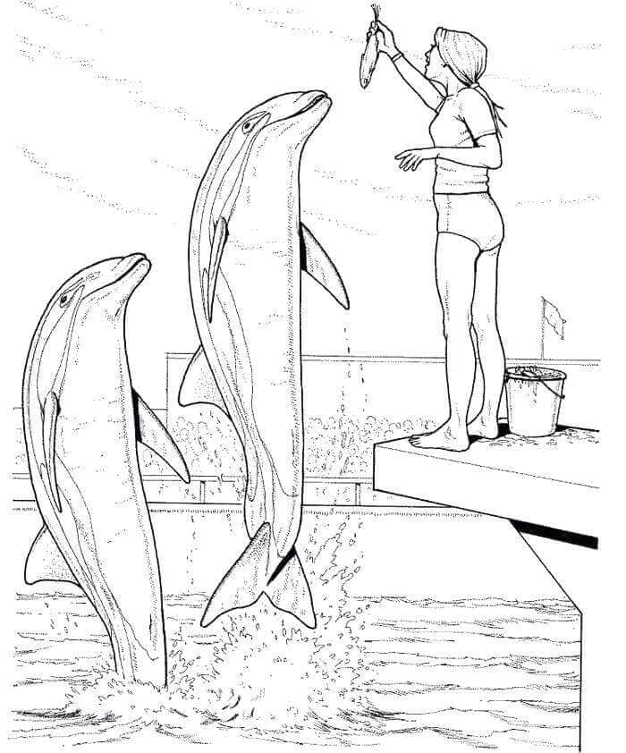 30 Free Dolphin Coloring Pages Printable