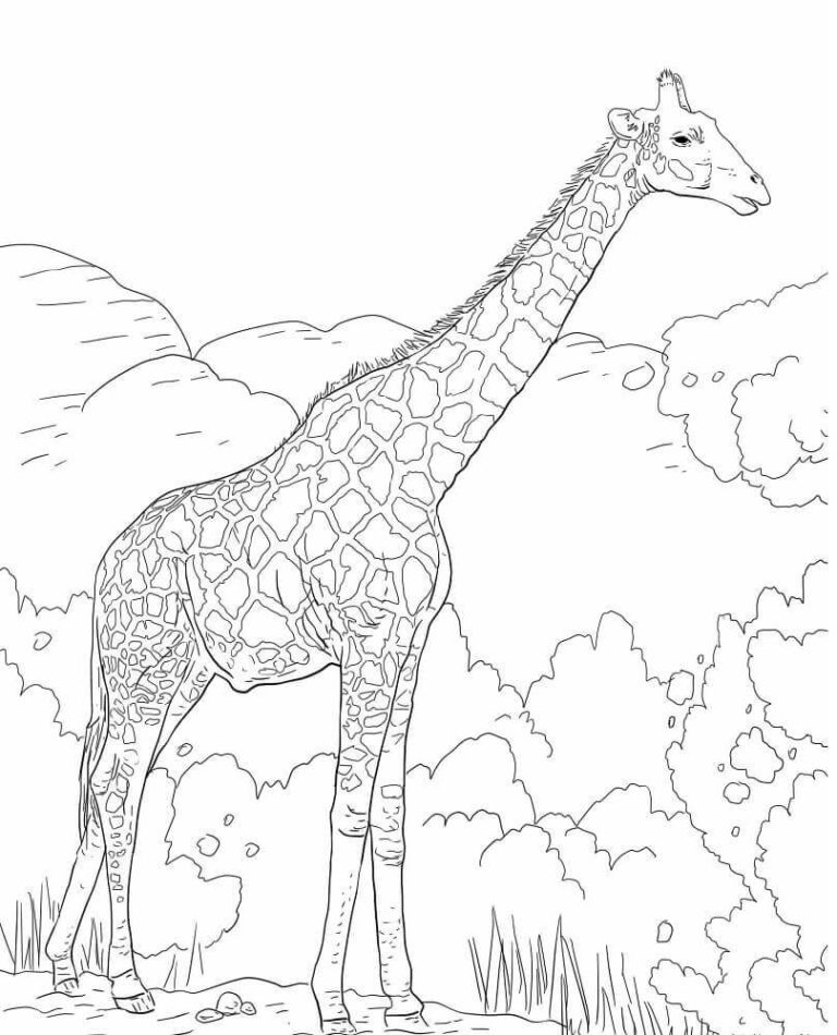 30 Free Giraffe Coloring Pages Printable – ScribbleFun