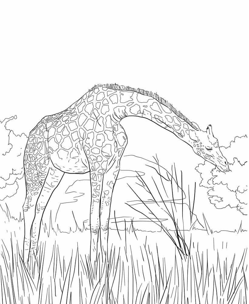 30 Free Giraffe Coloring Pages Printable