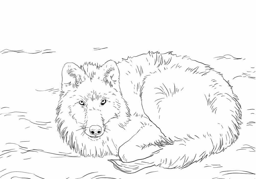 25 Free Wolf Coloring Pages Printable