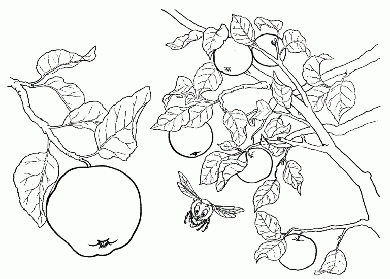 30 Free Apple Coloring Pages Printable