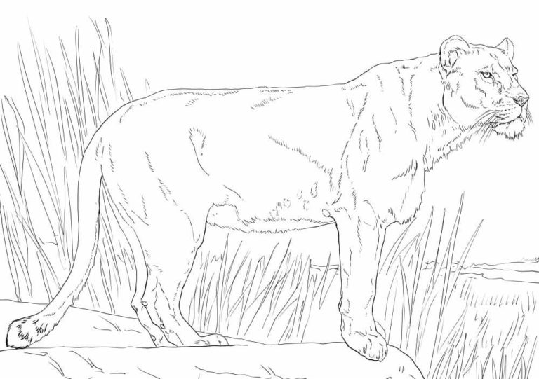 35 Free Lion Coloring Pages Printable