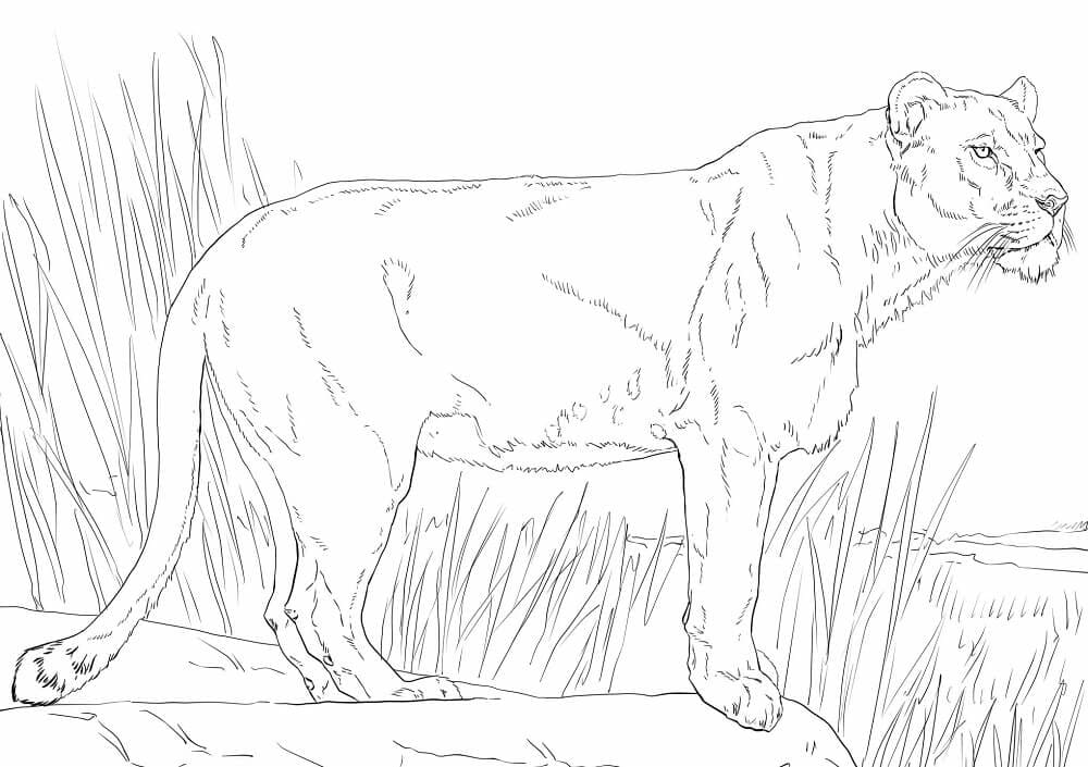 Lioness Coloring Cubs Pages Lion Cub Drawing Color Printable Cute Super ...