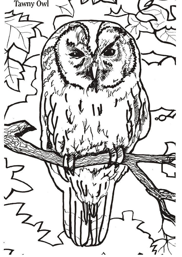 35 Free Owl Coloring Pages Printable