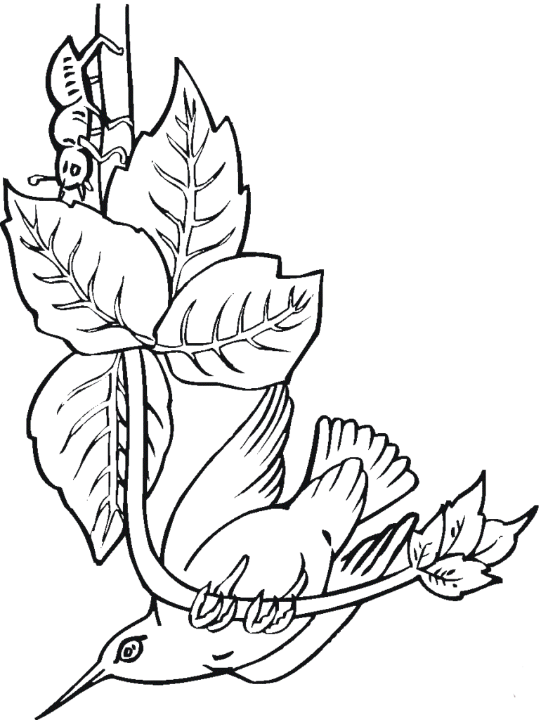 25 Free Hummingbirds Coloring Pages Printable