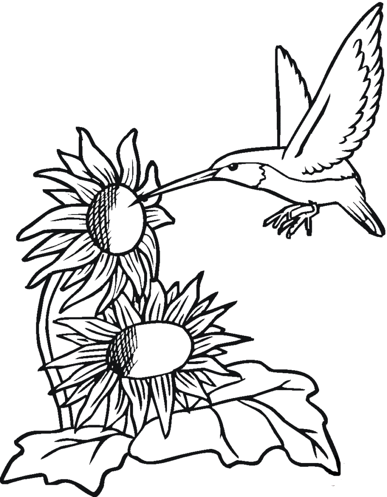 25 Free Hummingbirds Coloring Pages Printable