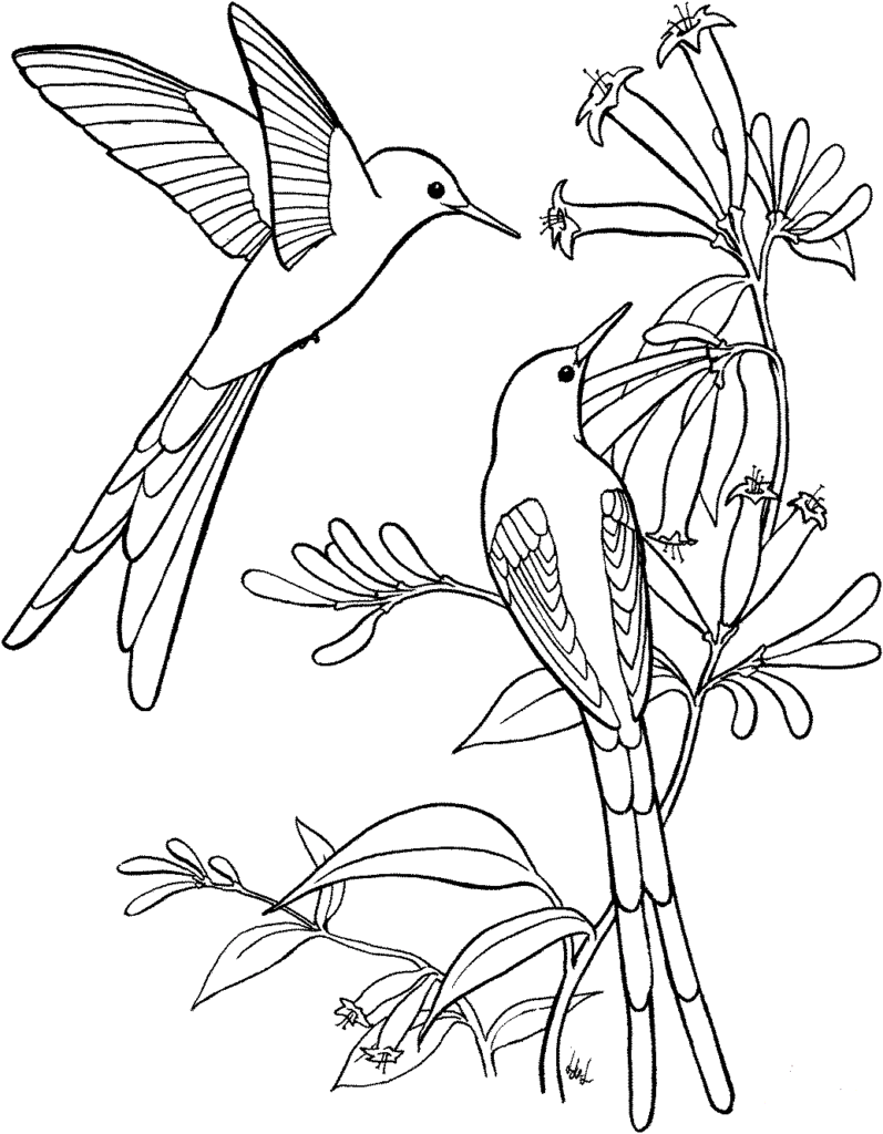 25 Free Hummingbirds Coloring Pages Printable