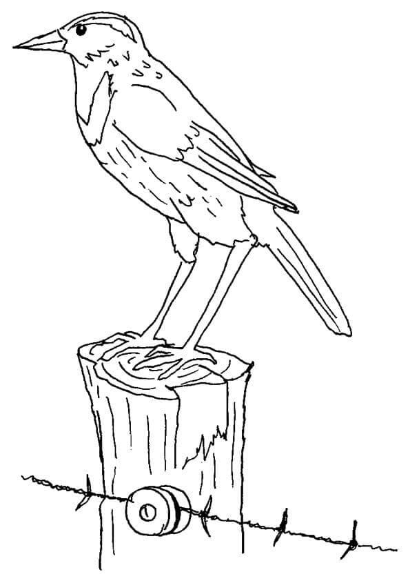 Western Meadowlark Coloring Page