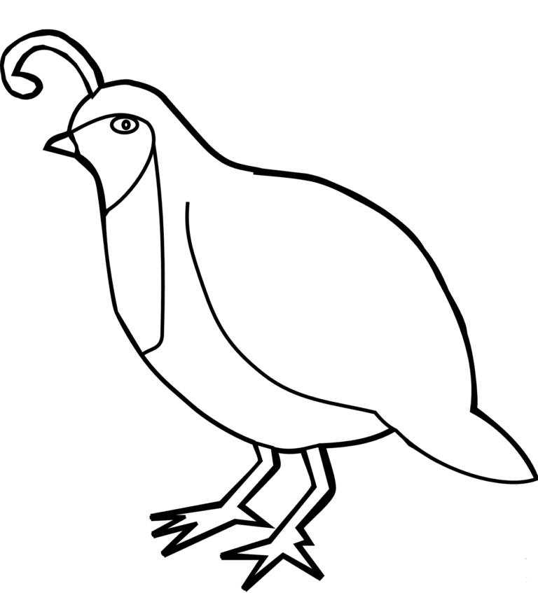 40 Birds Coloring Pages Printable