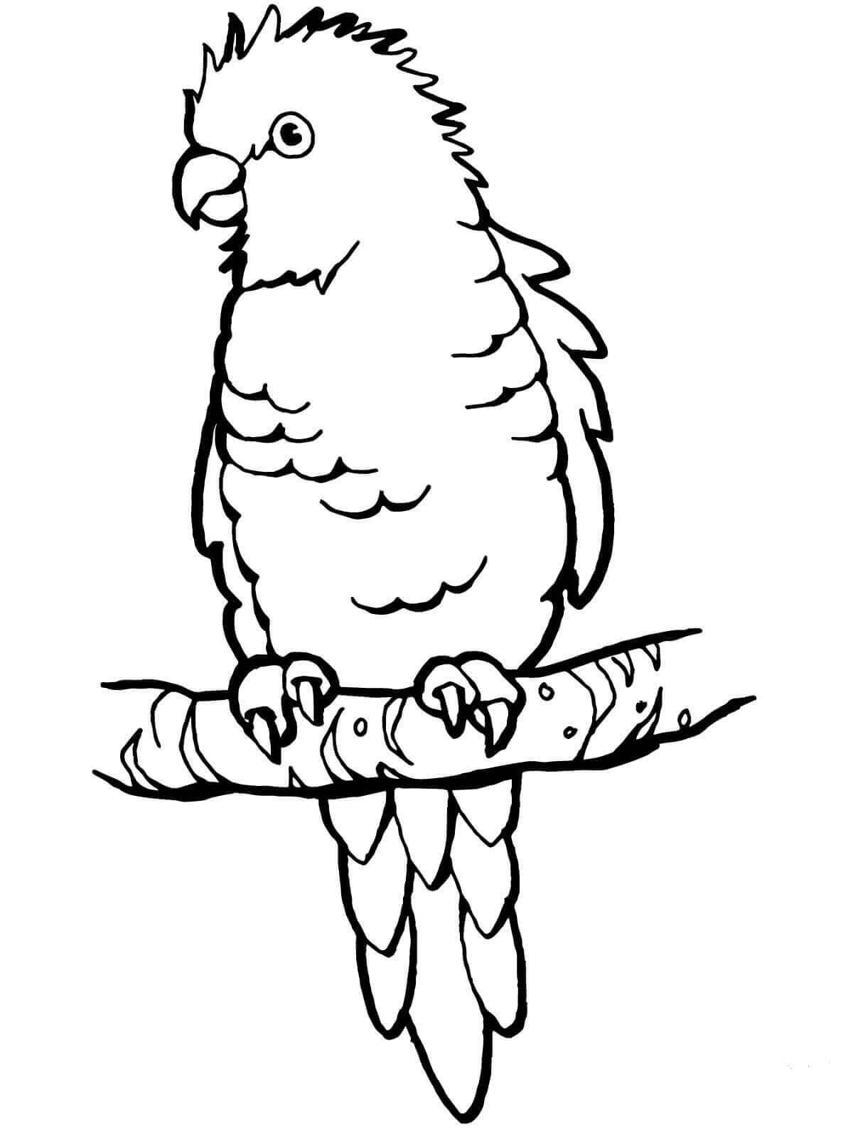 35 Free Parrot Coloring Pages Printable