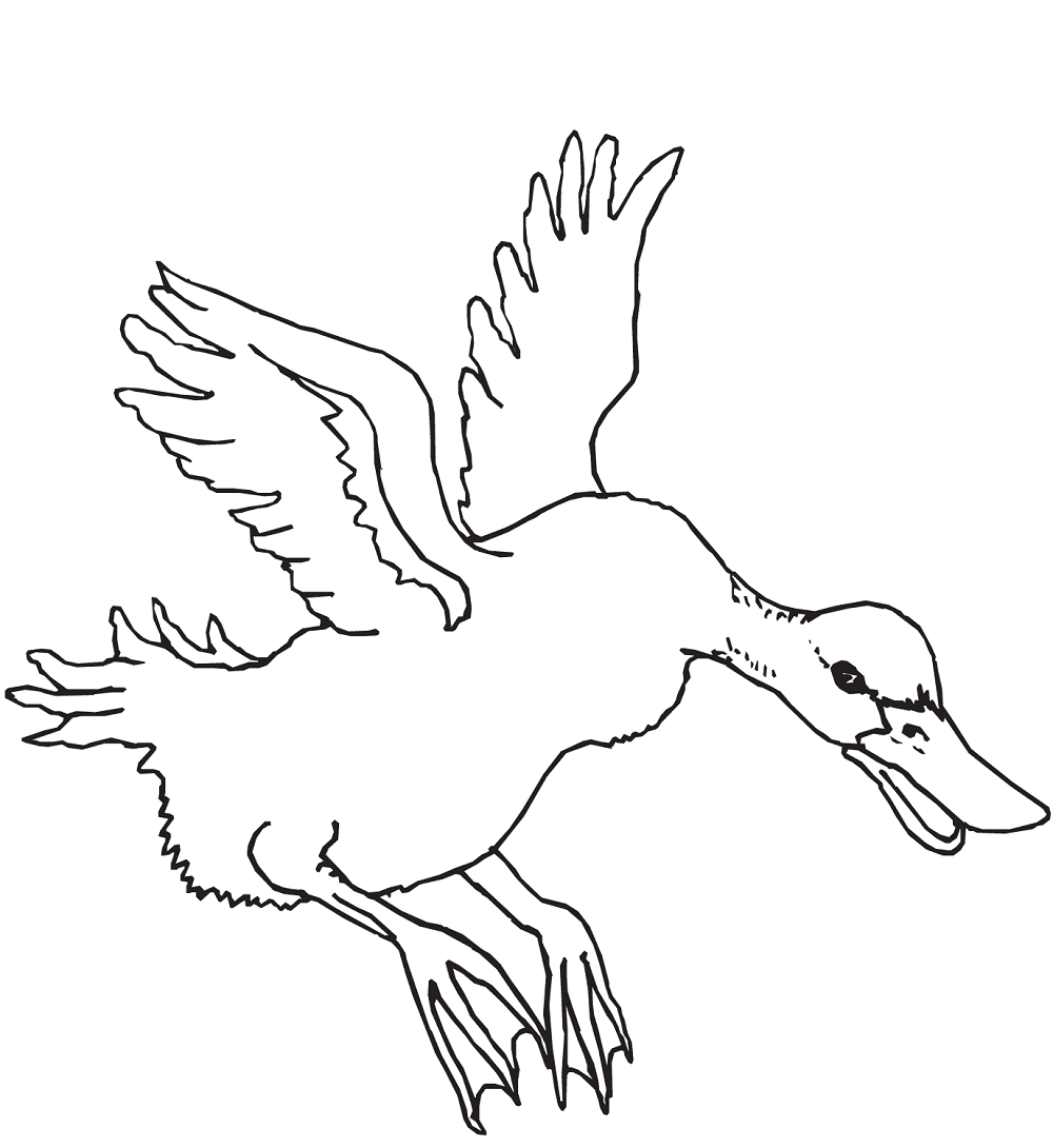 36 Free Duck Coloring Pages Printable