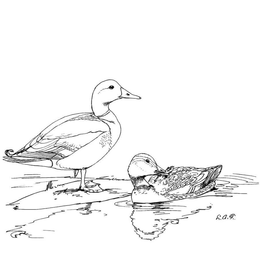 36 Free Duck Coloring Pages Printable