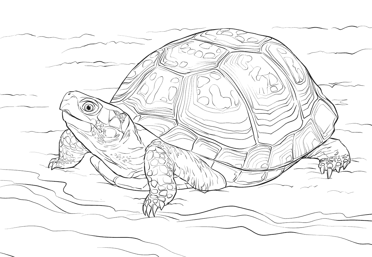 35 Free Turtle Coloring Pages Printable - turtles coloring pages free ...