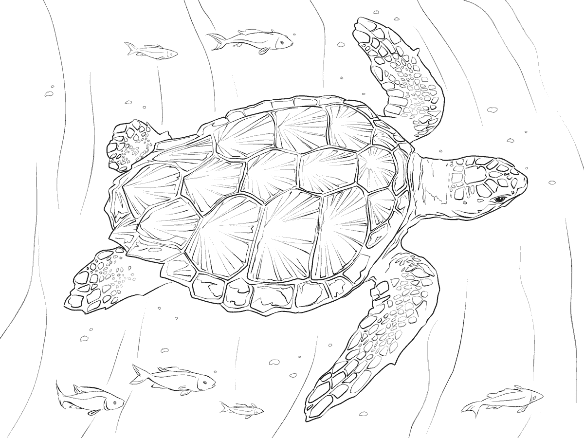 35 Free Turtle Coloring Pages Printable