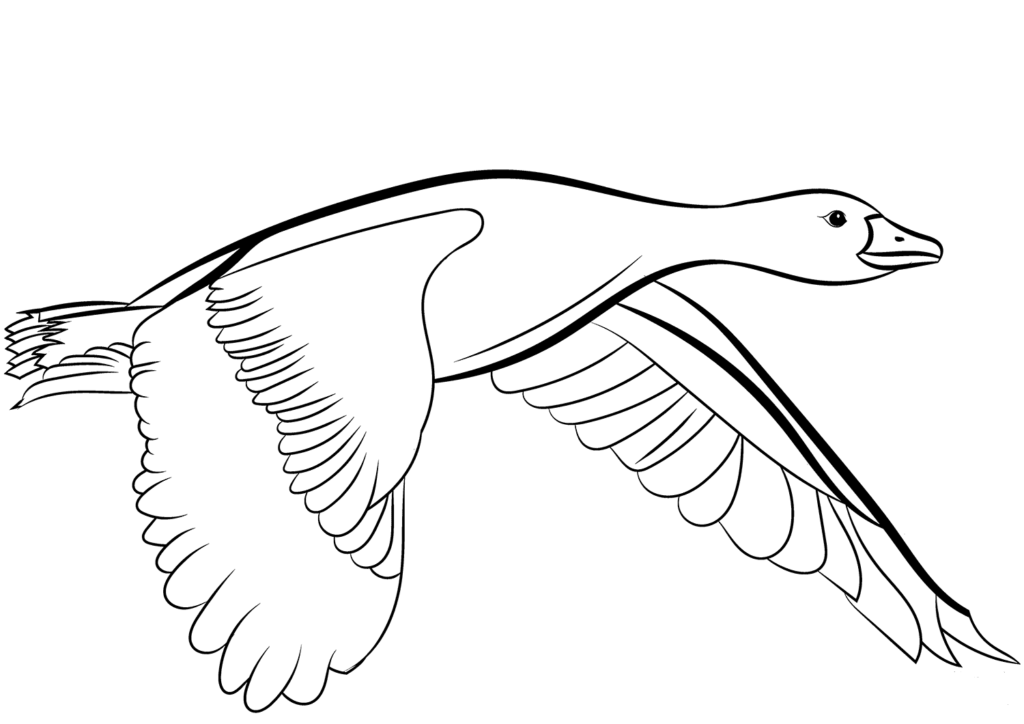 36 Free Duck Coloring Pages Printable