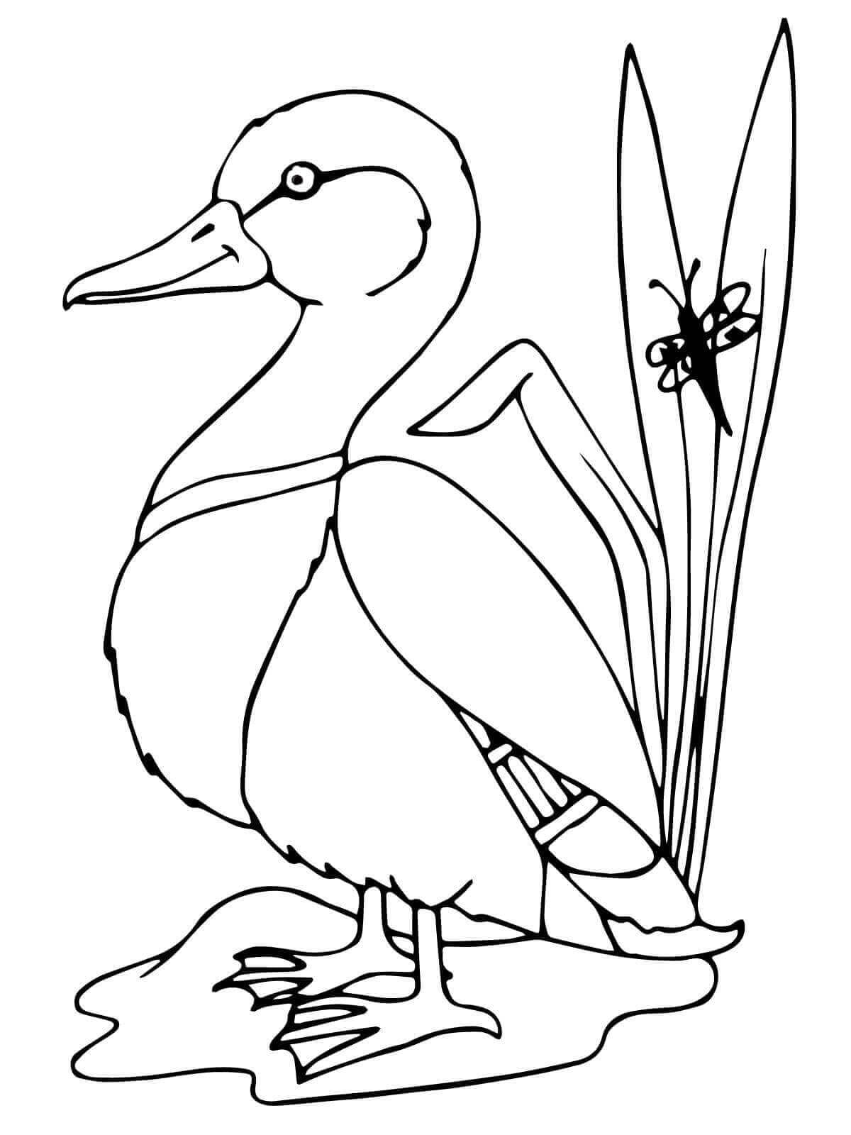 36 Free Duck Coloring Pages Printable – ScribbleFun